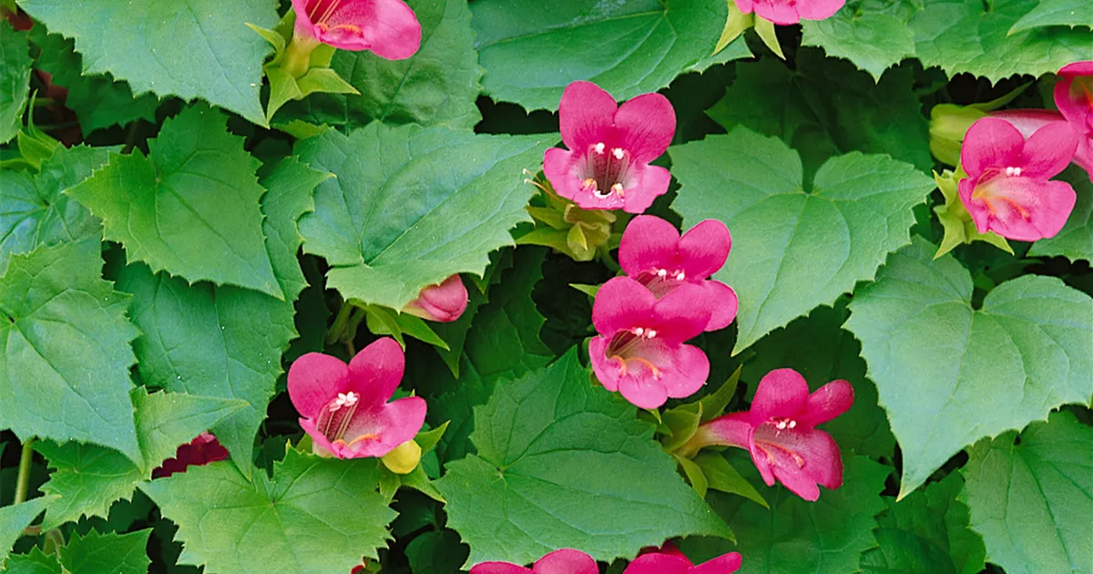 Lophospermum erubescens 'Lofos® Wine Red' Pflanze, Pflege & Tipps Floragard