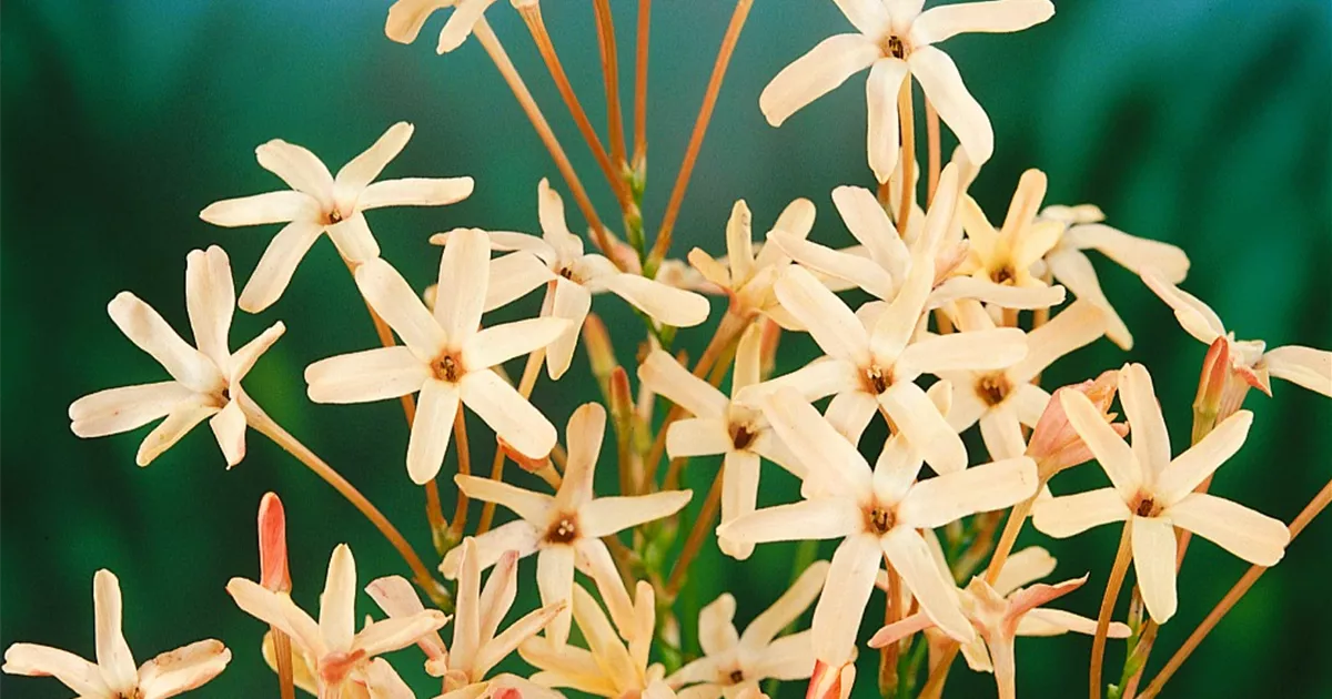 Ixia paniculata 'Eos'® Pflanze, Pflege & Tipps Floragard