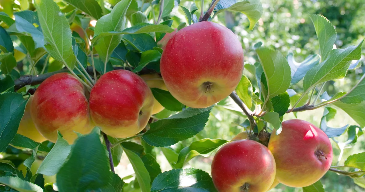 Apfel 'Lired' Pflanze, Pflege & Tipps Floragard