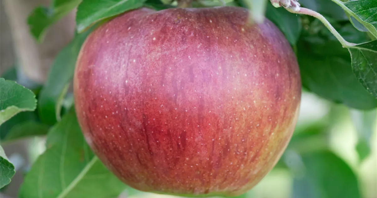 Malus domestica 'Dubbele Bellefleur', Stamm Pflanze, Pflege & Tipps ...