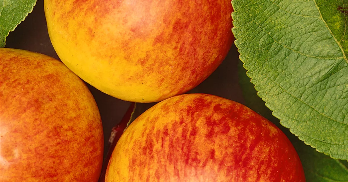 Apfel 'Mantet' Pflanze, Pflege & Tipps Floragard