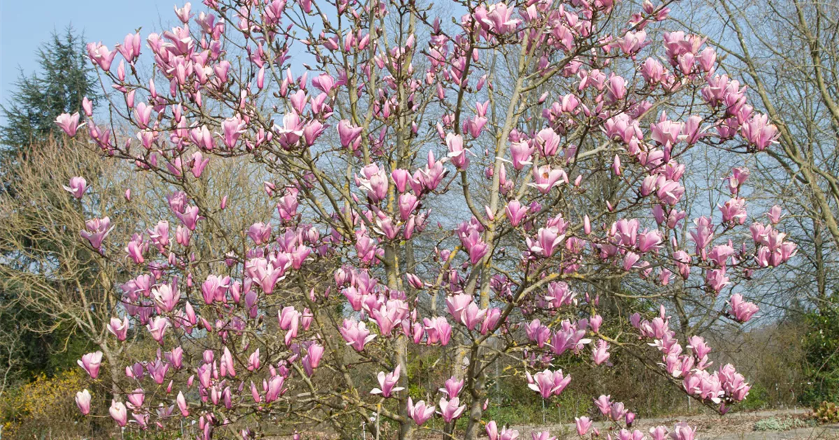 Magnolie 'Raspberry Ice' Pflanze, Pflege & Tipps Floragard