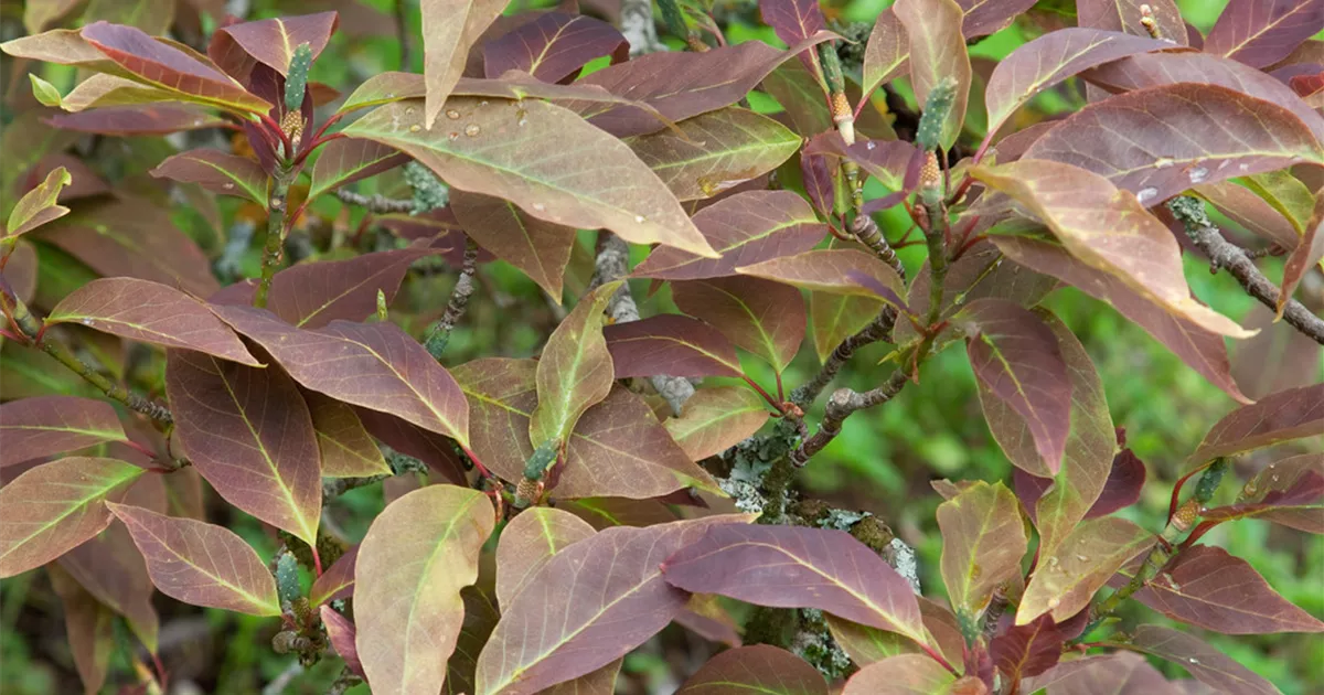 Magnolia salicifolia Pflanze, Pflege & Tipps Floragard