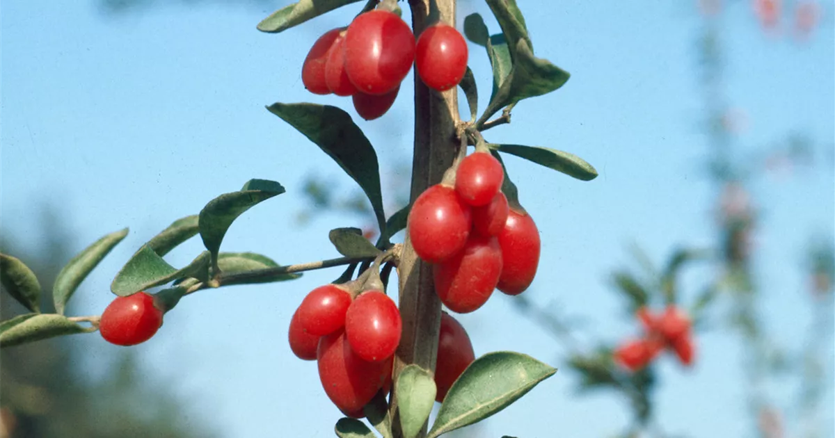 Goji-Beere 'Instant Success' Pflanze, Pflege & Tipps Floragard