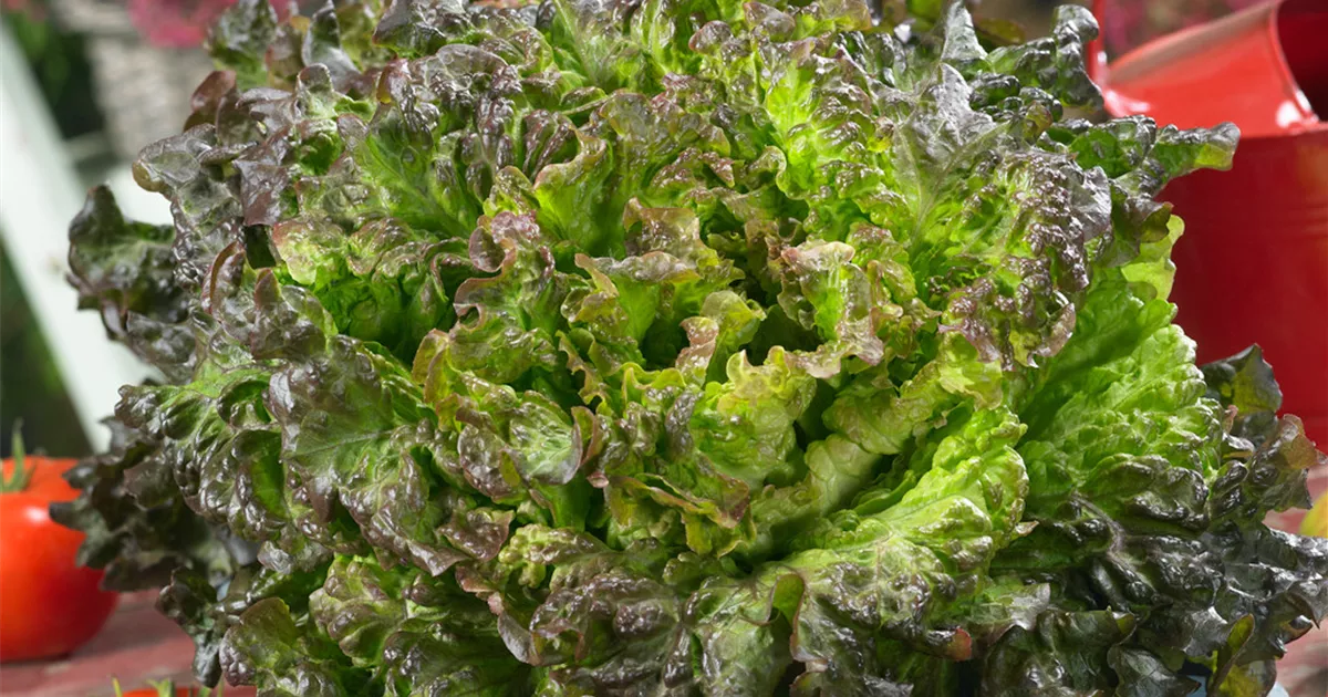 Batavia-Salat 'Teide' Pflanze, Pflege & Tipps Floragard