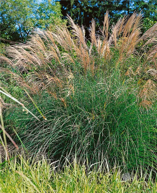 Miscanthus Sinensis Yaku Jima Maiden Grass/ Yaku Jima Pine Lane
