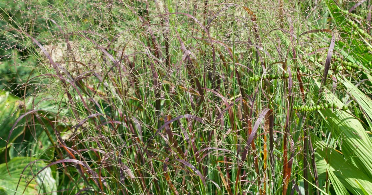 Panicum virgatum 'Prairie Fire' Pflanze, Pflege & Tipps Floragard
