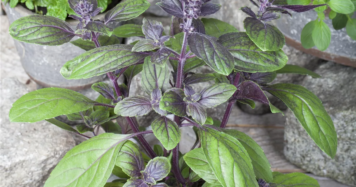 Garten-Basilikum 'Magic Blue' Pflanze, Pflege & Tipps Floragard