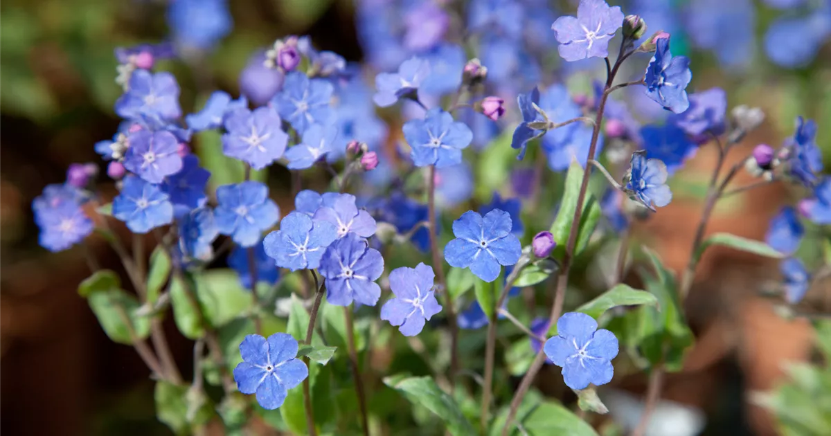 Omphalodes cappadocica 'Cherry Ingram' Pflanze, Pflege & Tipps Floragard