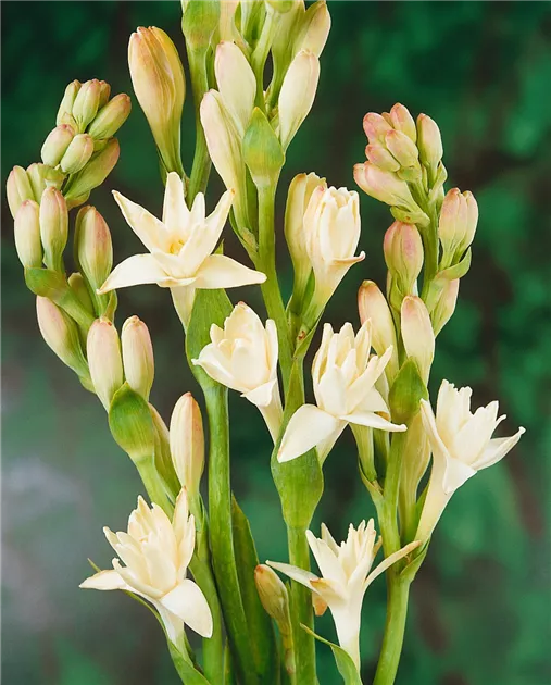 Tuberosa