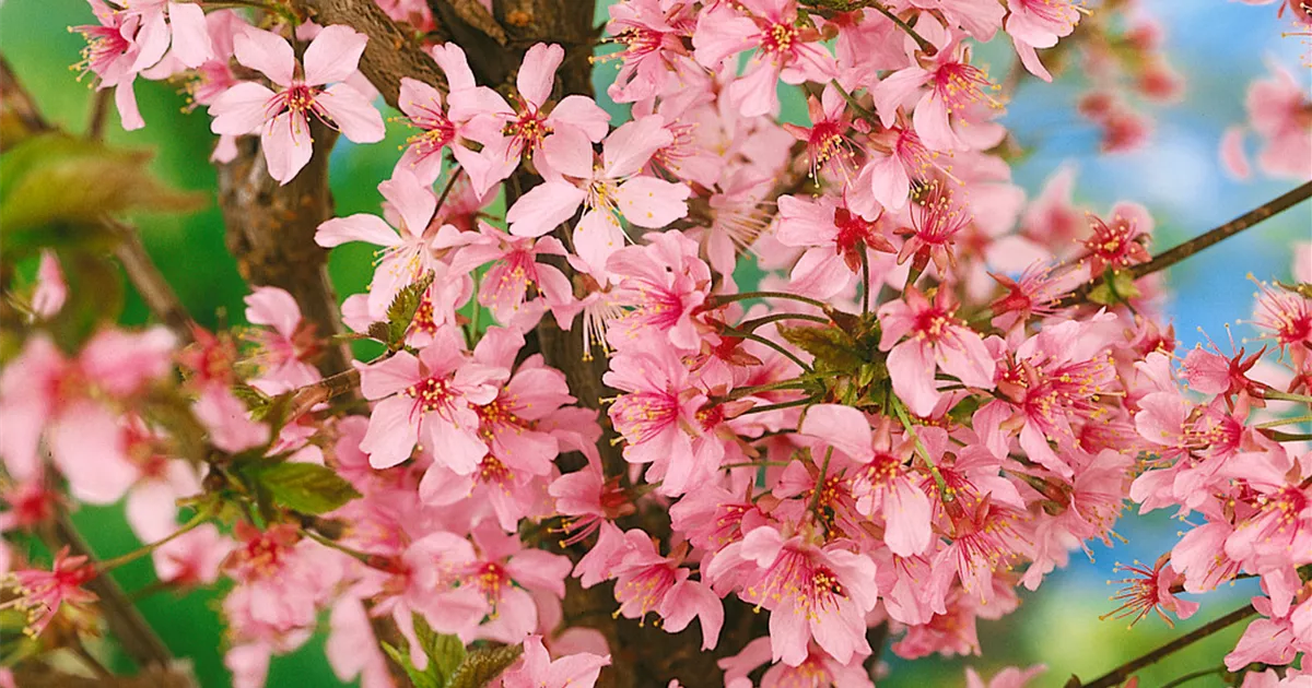 Kurilenkirsche 'Ruby' Pflanze, Pflege & Tipps Floragard