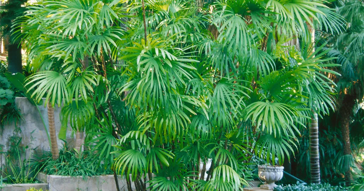 Fingerpalme Pflanze, Pflege & Tipps Floragard