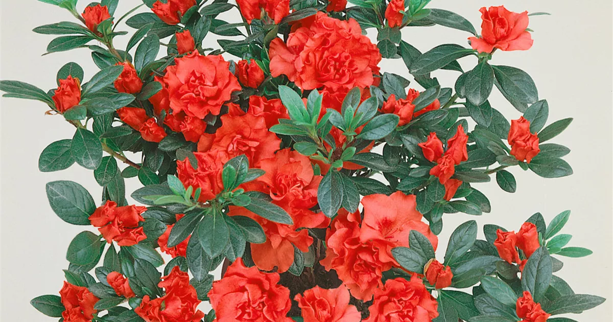 Rhododendron simsii 'Aurelique' Pflanze, Pflege & Tipps Floragard