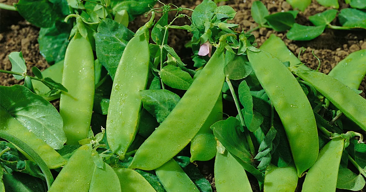 Pisum sativum 'Oregon Sugar Pod' Pflanze, Pflege & Tipps Floragard