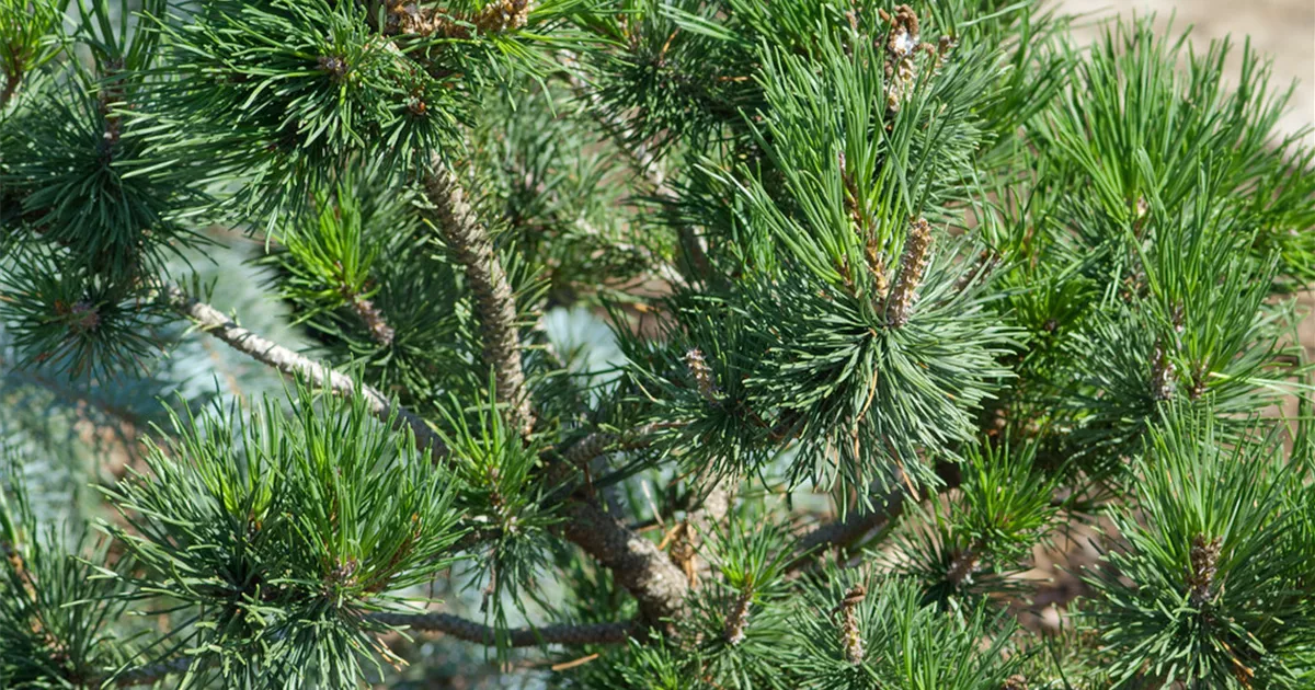 Pinus contorta 'Spaan´s Dwarf' Pflanze, Pflege & Tipps Floragard