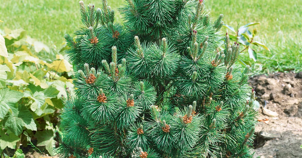 Pinus mugo 'Columnaris' Pflanze, Pflege & Tipps Floragard