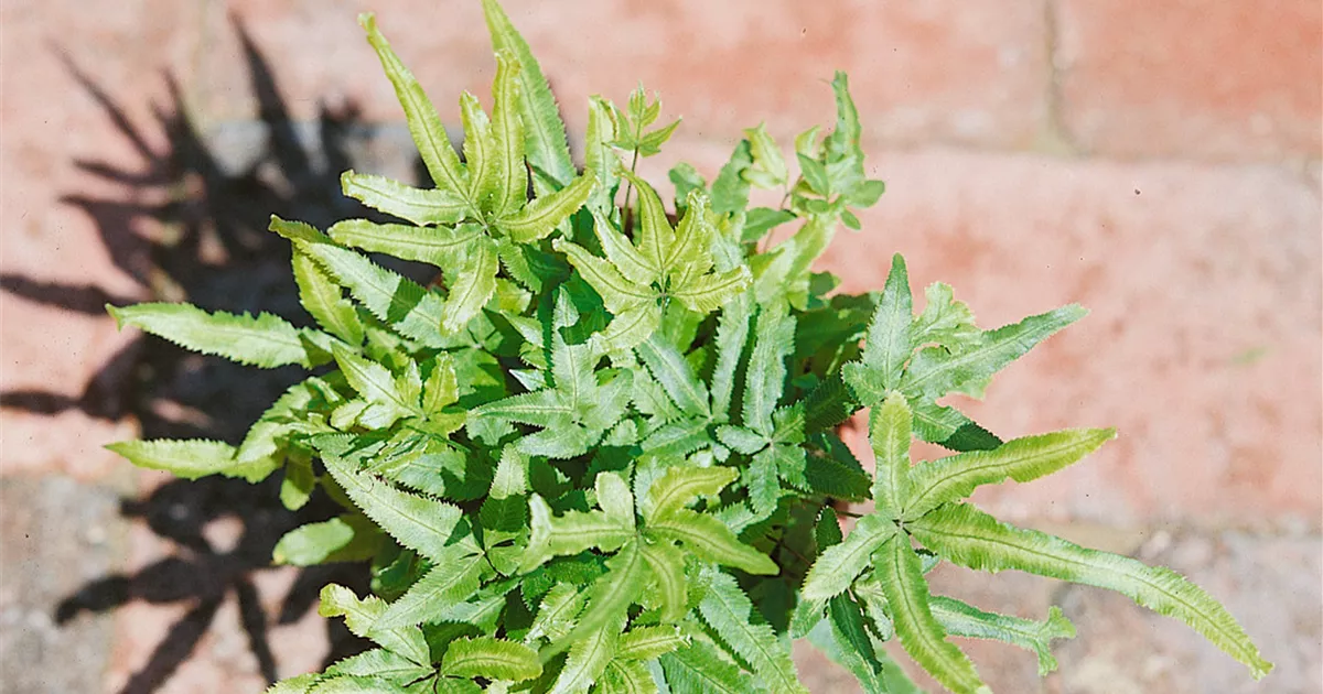 Pteris cretica 'Mayii' Pflanze, Pflege & Tipps Floragard