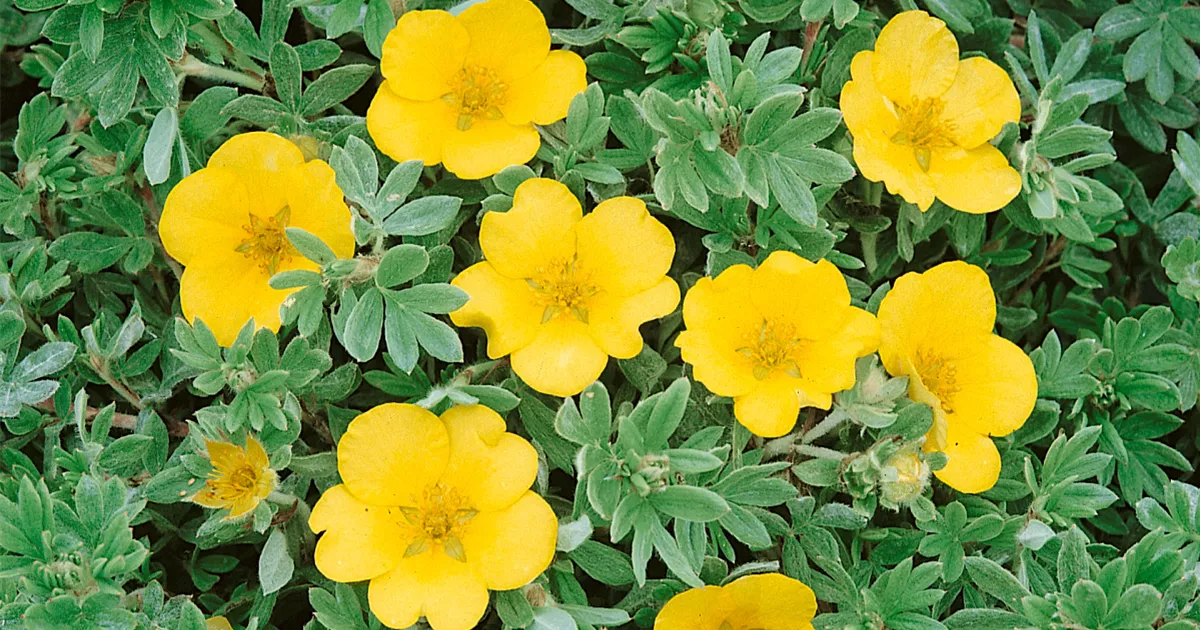 Potentilla fruticosa 'Elizabeth' Pflanze, Pflege & Tipps Floragard