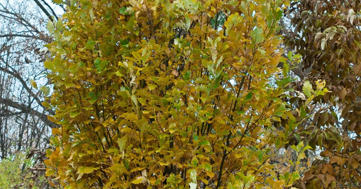 Quercus x warei 'Nadler' Pflanze, Pflege & Tipps Floragard