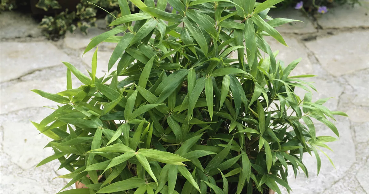 Pleioblastus pygmaeus Pflanze, Pflege & Tipps Floragard