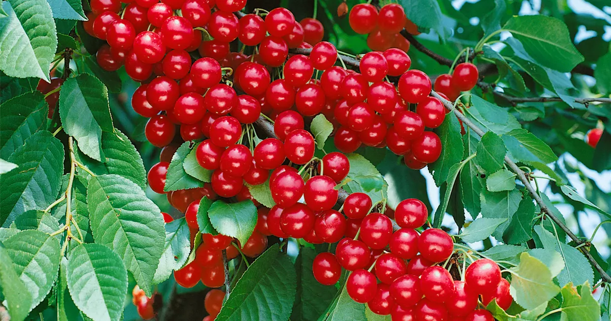 Prunus avium 'Crown Morello' Pflanze, Pflege & Tipps Floragard