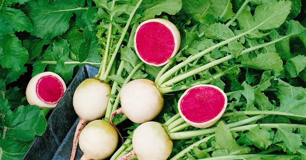 Rettich 'Red Meat' Pflanze, Pflege & Tipps Floragard