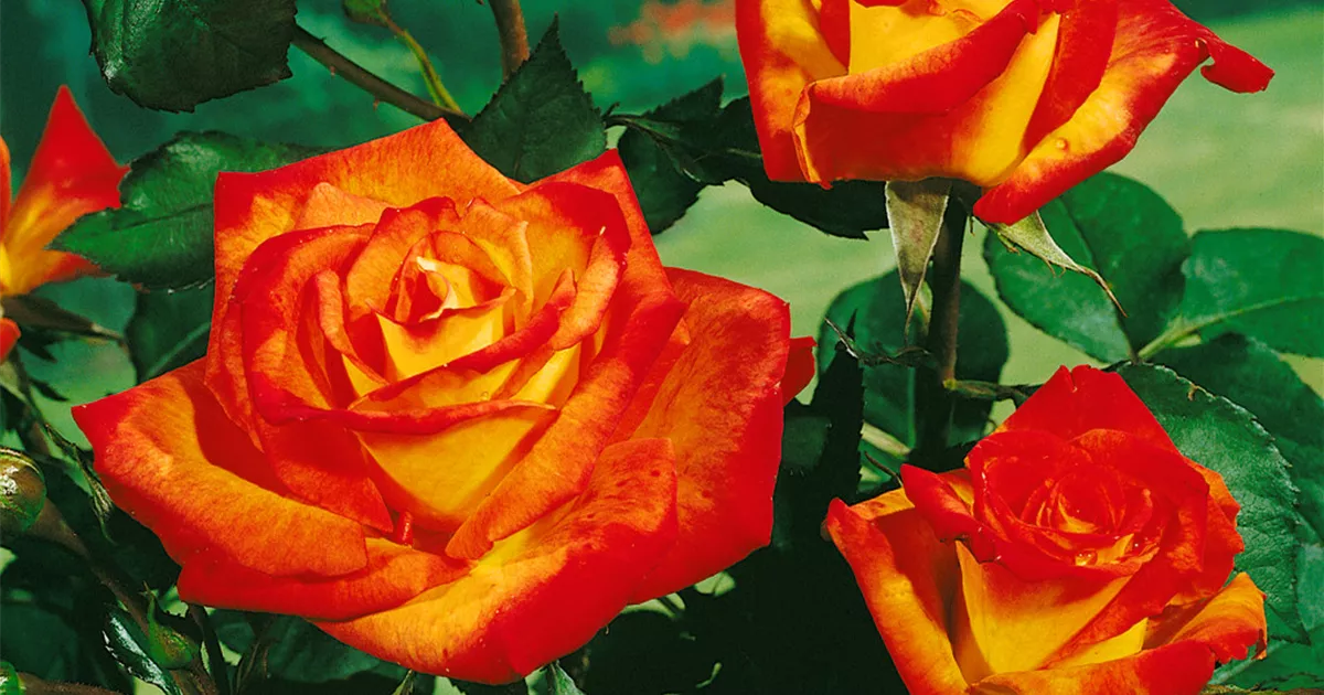 Edelrose 'France Libre'® Pflanze, Pflege & Tipps Floragard