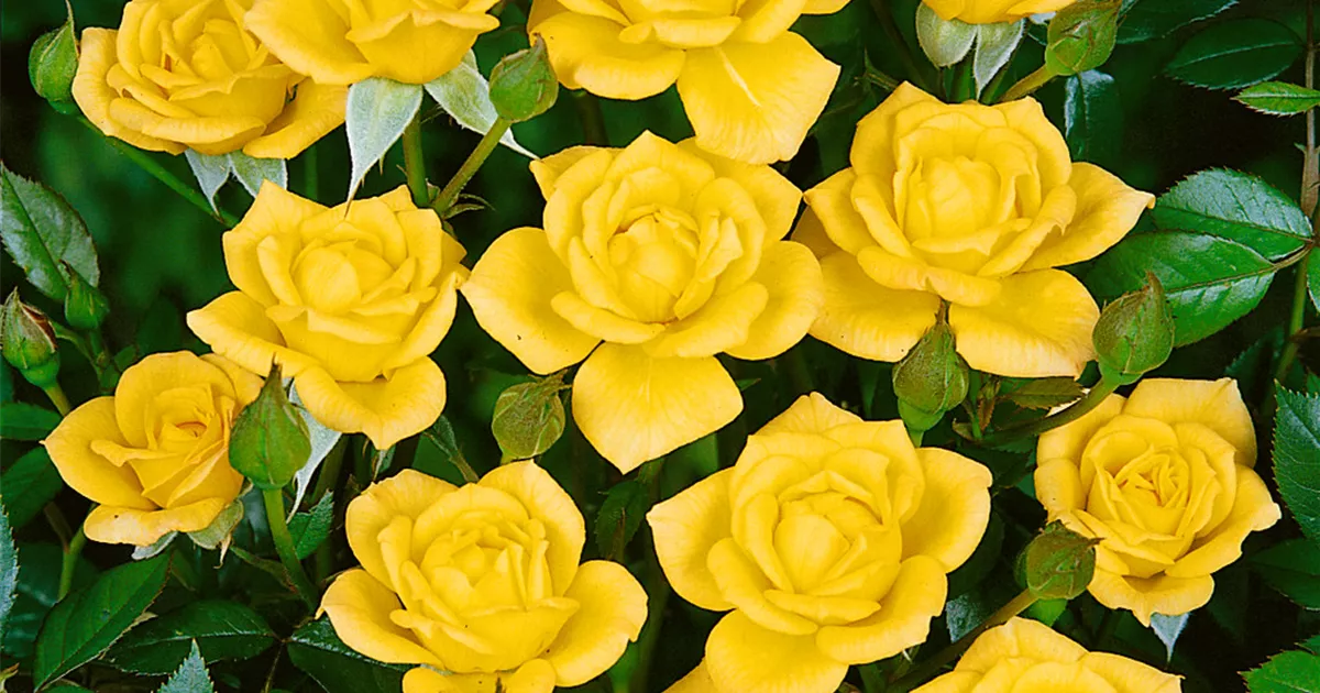 Kletterrose 'Laura Ford'® Pflanze, Pflege & Tipps Floragard