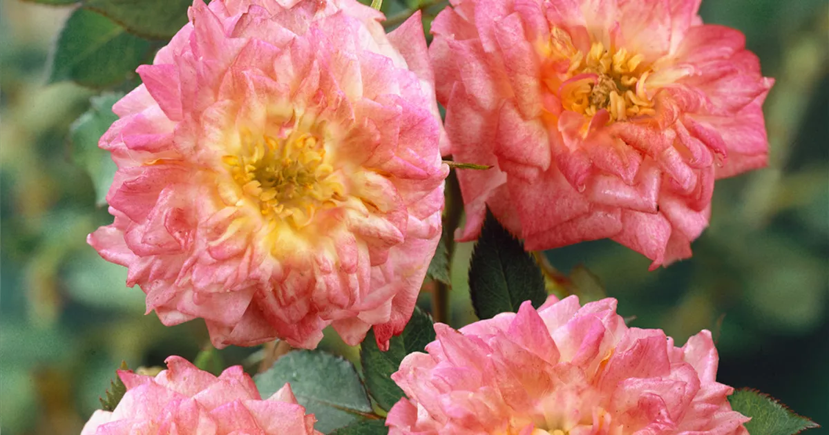 Rosa 'Mandarin'® Pflanze, Pflege & Tipps Floragard