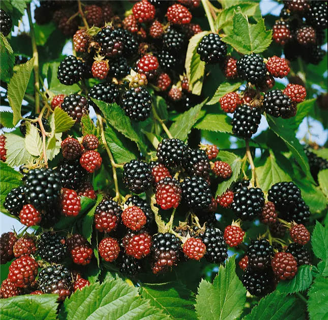 Rubus Fruticosus