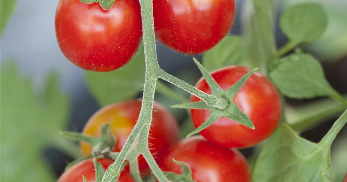 Buschtomate 'Romello' Pflanze, Pflege & Tipps Floragard