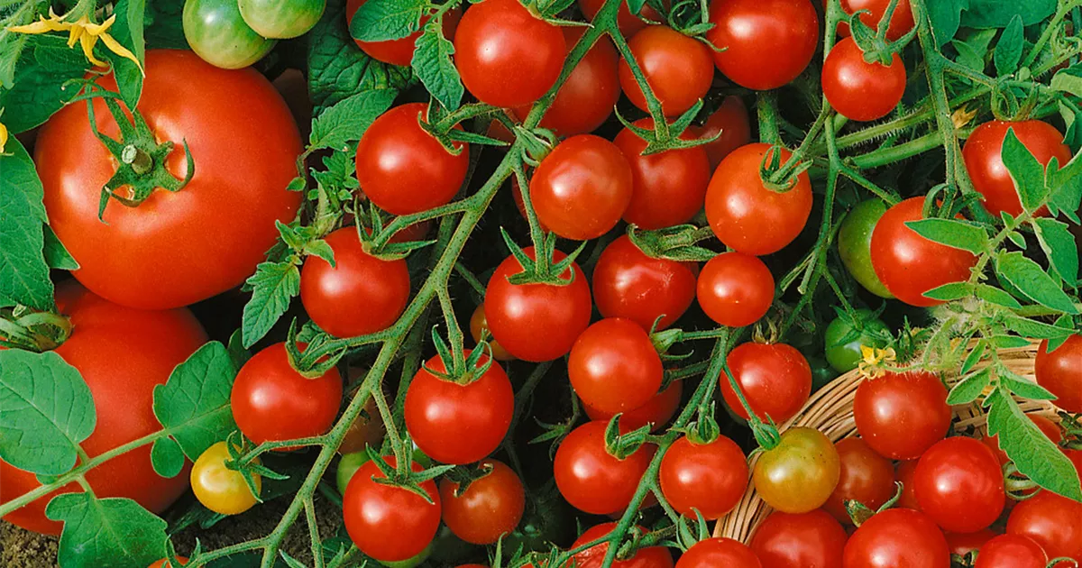 Solanum Lycopersicum Pflege