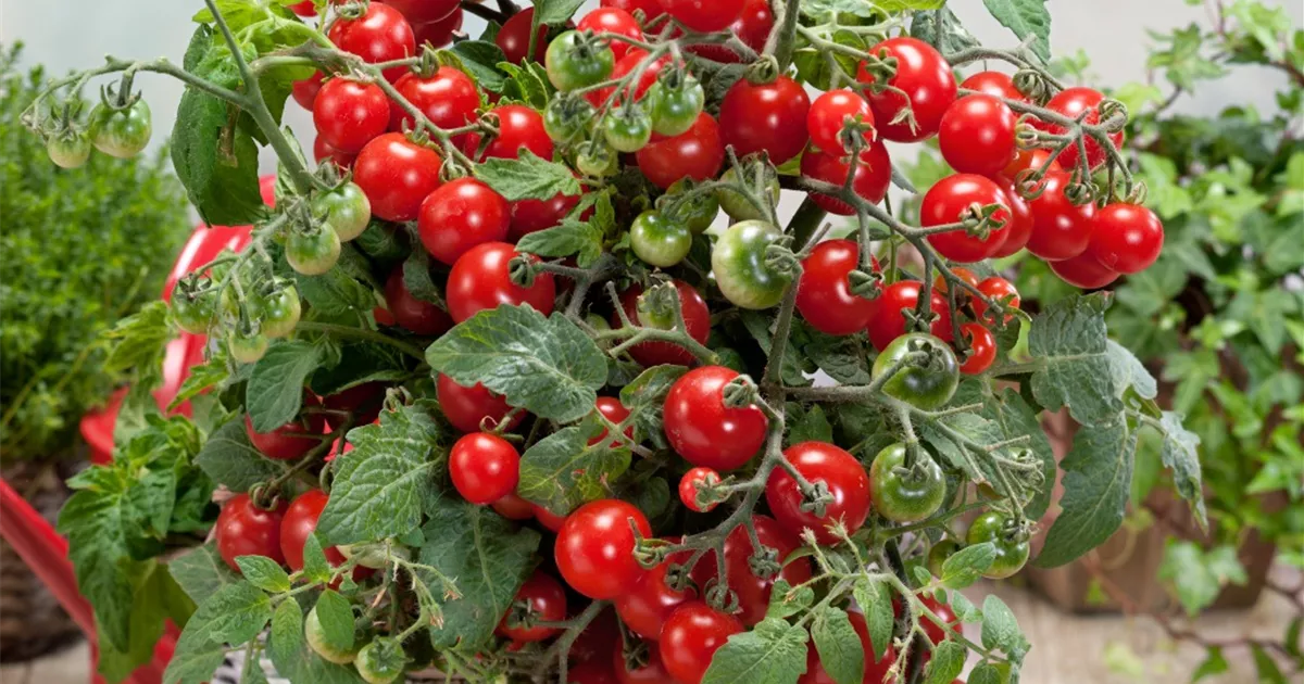 Solanum Lycopersicum Pflege