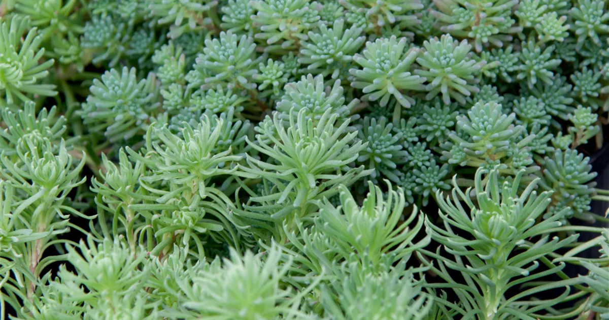 Sedum glaucophyllum 'Lizard' Pflanze, Pflege & Tipps Floragard