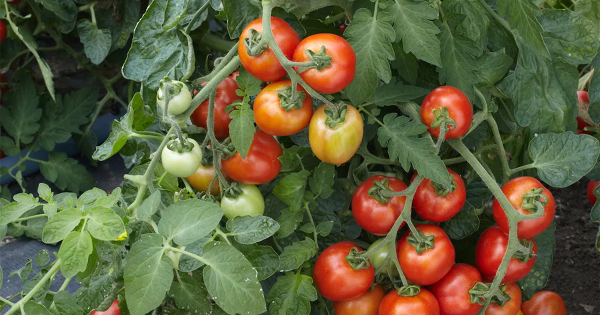 Solanum Lycopersicum Pflege