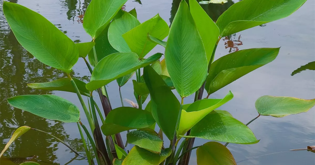 Thalia geniculata 'Red Stem' Pflanze, Pflege & Tipps Floragard