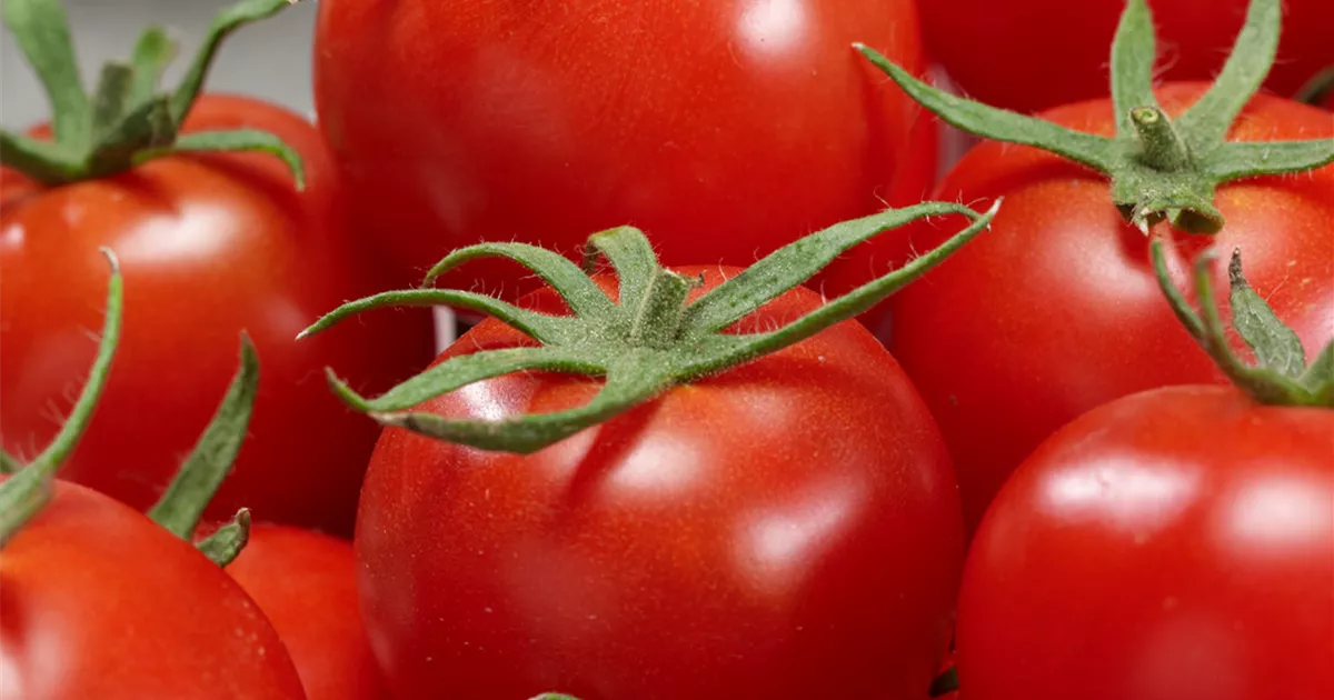 Buschtomate 'Kremser Perle' Pflanze, Pflege & Tipps Floragard