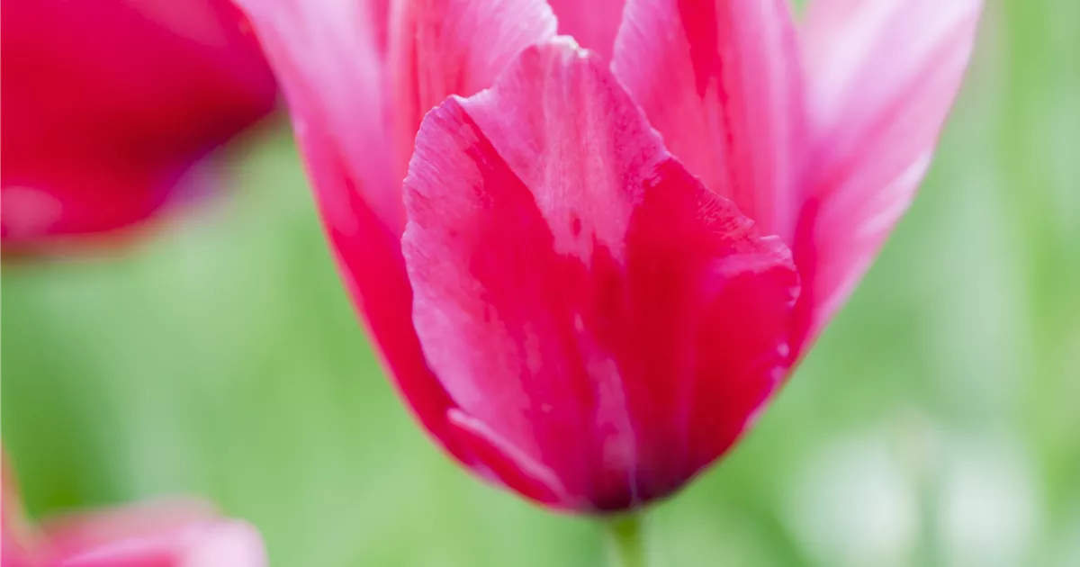 Garten-Tulpe Pflanze, Pflege & Tipps Floragard