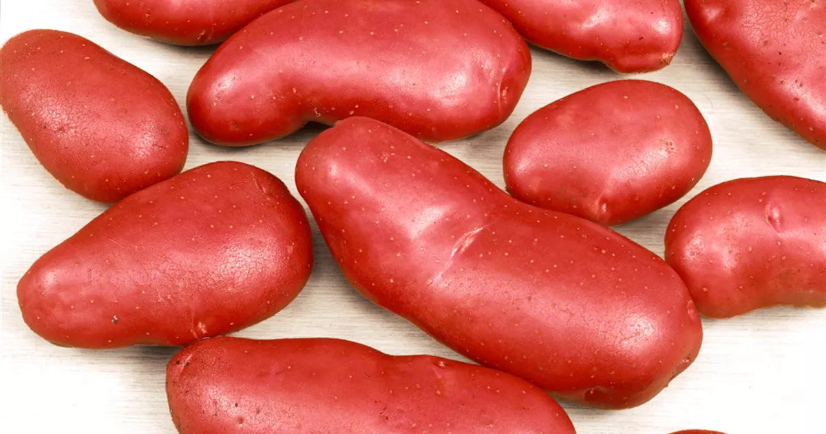 Kartoffel 'Red Lady' Pflanze, Pflege & Tipps Floragard
