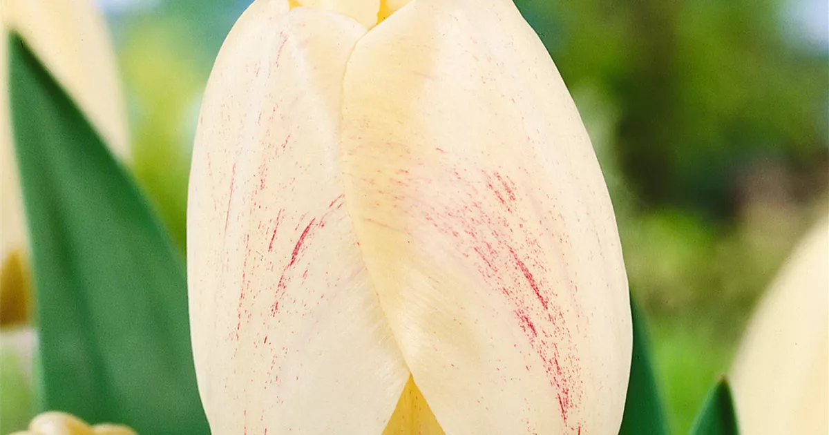 Tulipa 'Ivory Floradale' Pflanze, Pflege & Tipps Floragard