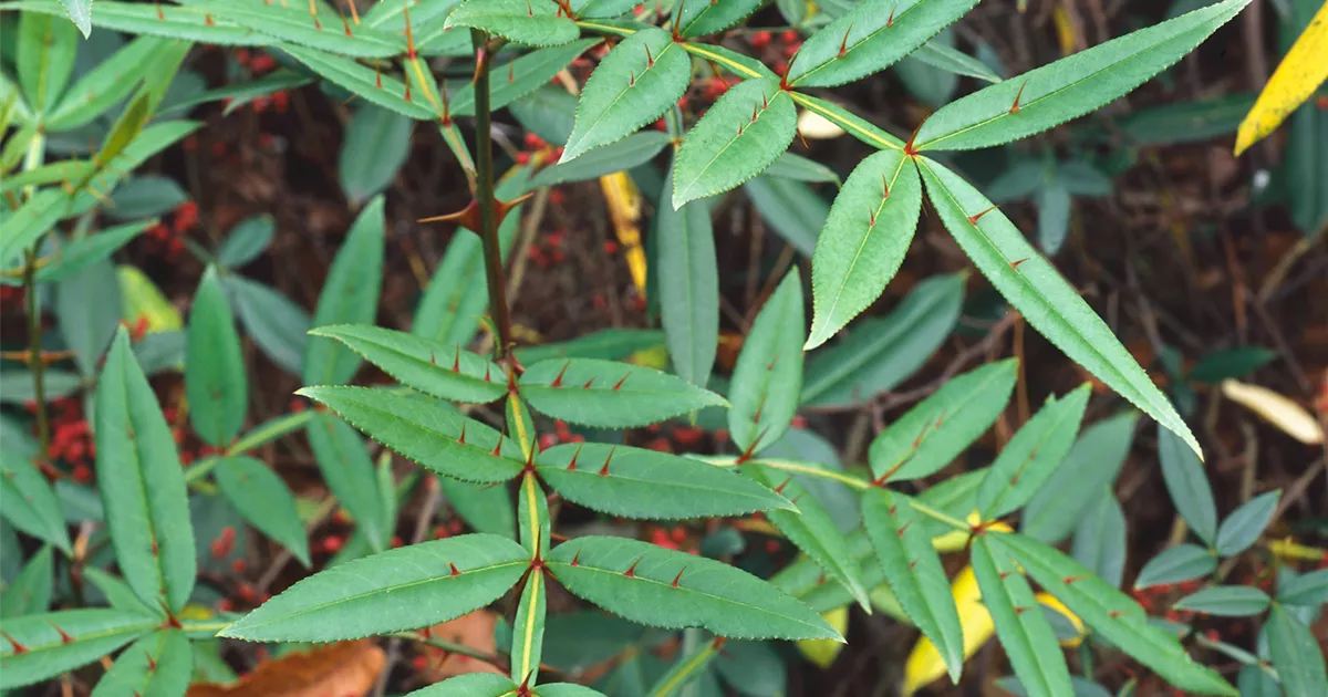 Szechuan-Pfeffer Pflanze, Pflege & Tipps Floragard