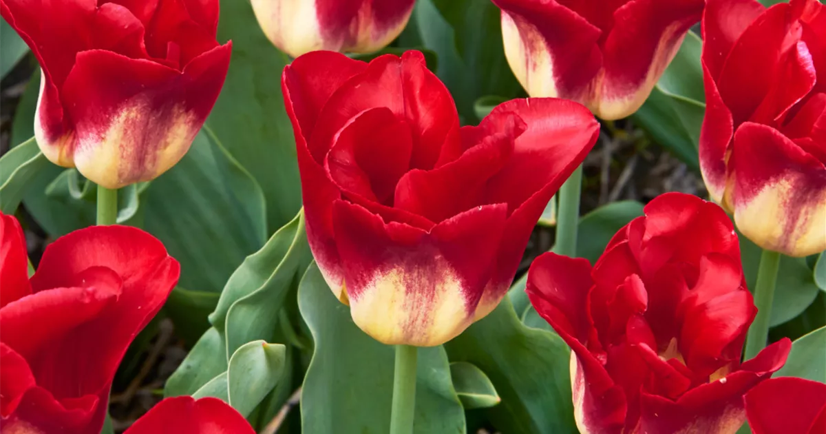 Tulipa 'Match' Pflanze, Pflege & Tipps Floragard