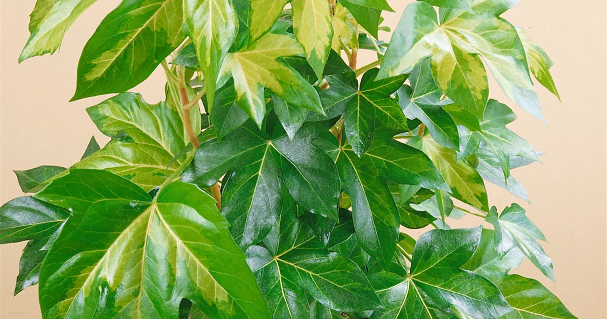 Fatshedera lizei Pflanze, Pflege & Tipps Floragard