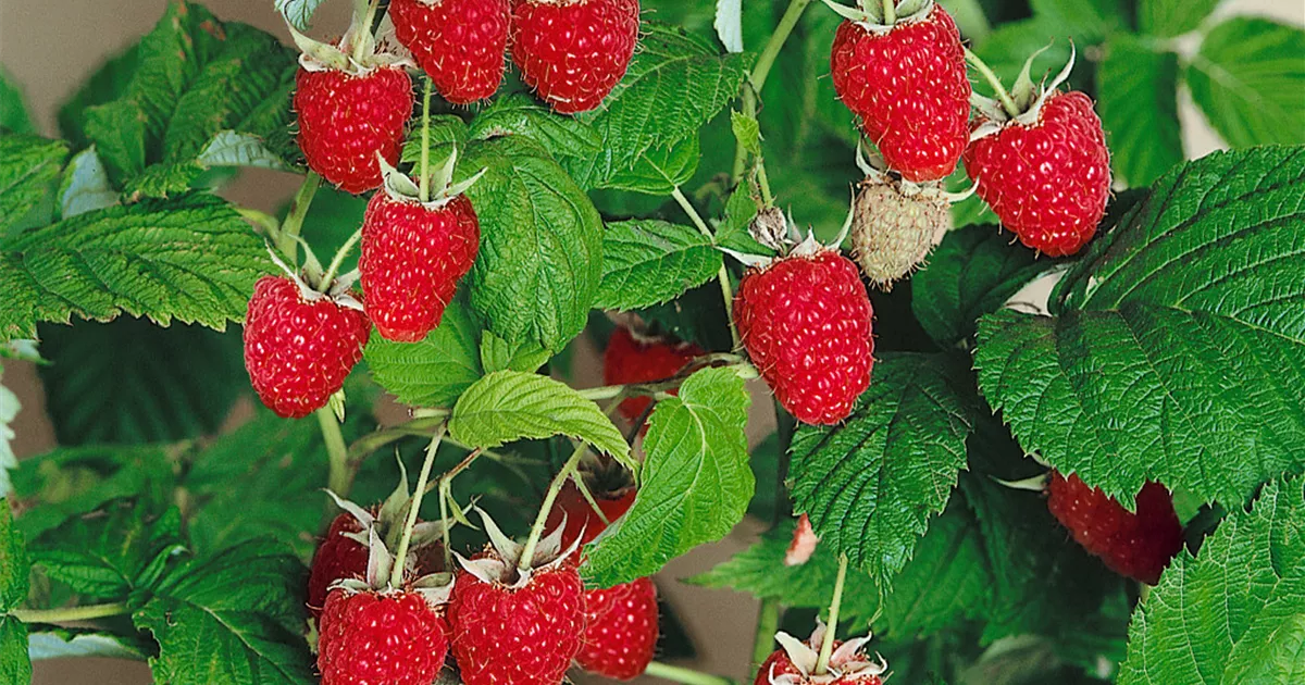 Himbeere Pflanze, Pflege & Tipps Floragard