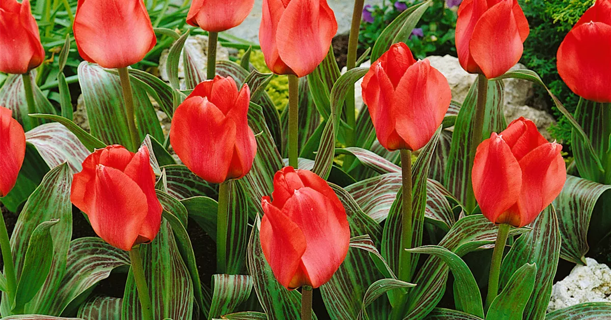 Greig-Tulpe Pflanze, Pflege & Tipps Floragard