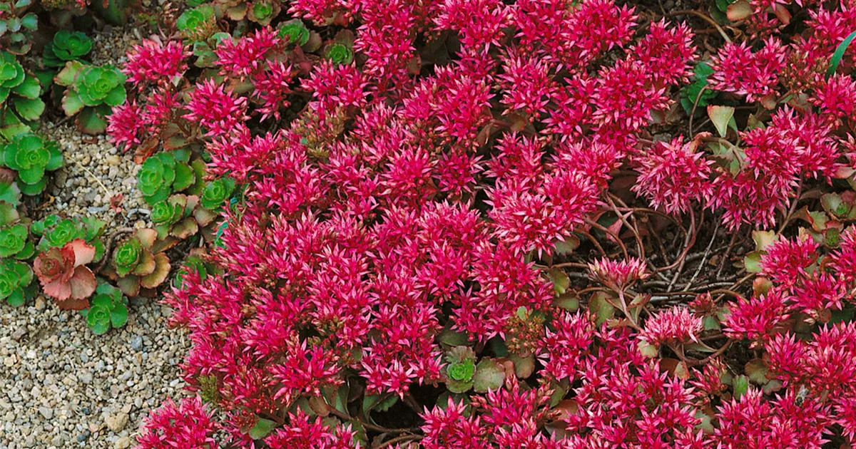 Sedum spurium, rot Pflanze, Pflege & Tipps Floragard
