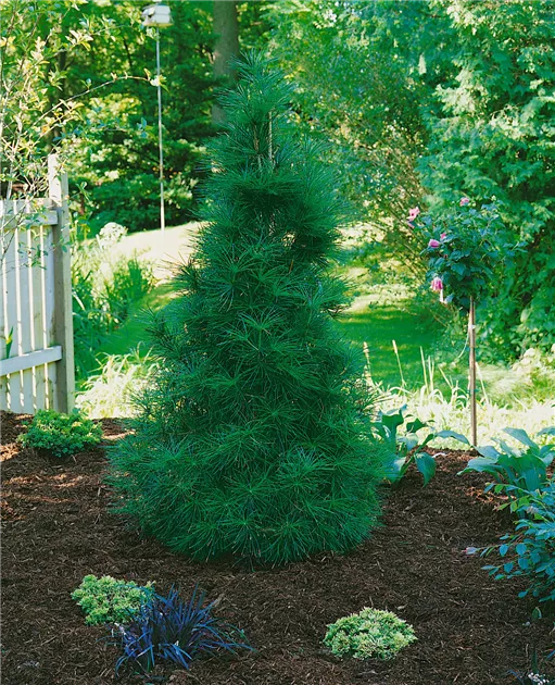 Sciadopitys verticillata store