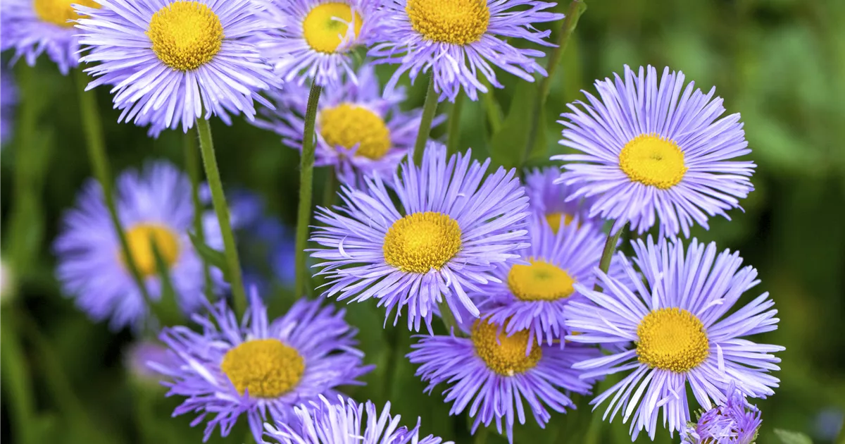 Aster dumosus Pflanze, Pflege & Tipps Floragard