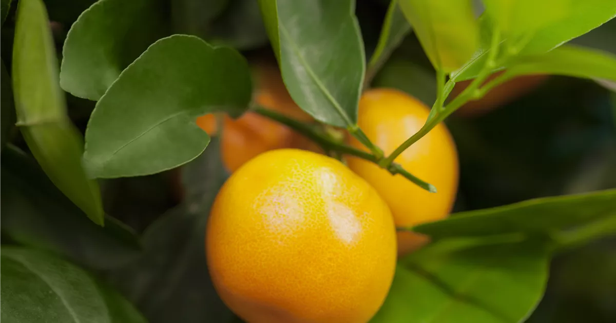 Citrus sinensis Pflanze, Pflege & Tipps Floragard