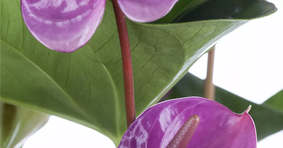 Anthurium x andreanum 'Zizou' Pflanze, Pflege & Tipps Floragard